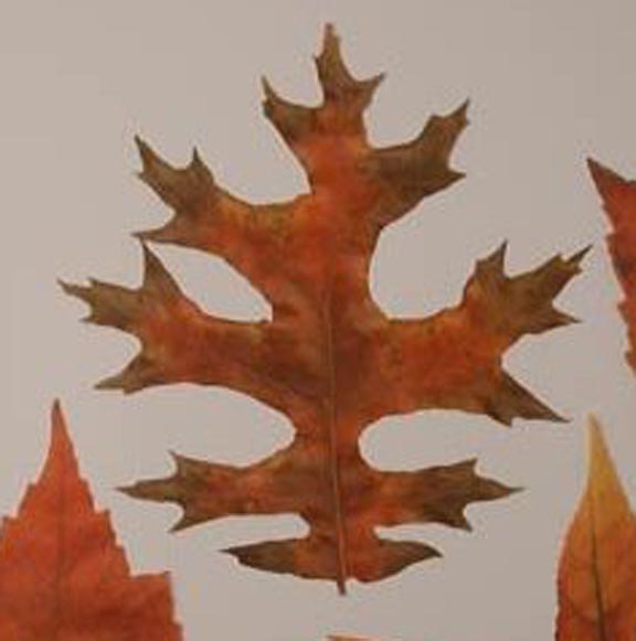 Untitled Document [jimovelmen.com]